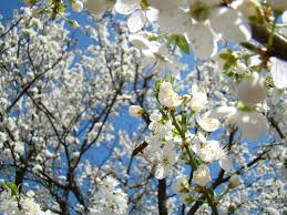 Floarea dorului - Viorel Simionescu